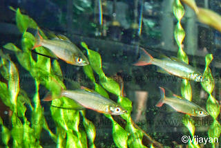 CHENNAI FREE CLASSIFIEDS: Thread Fin Rainbow fish | Feather Fin Rainbow ...