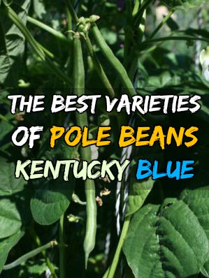 The Best Varieties of Pole Beans to Grow in Your Garden | Grow Your Own ...