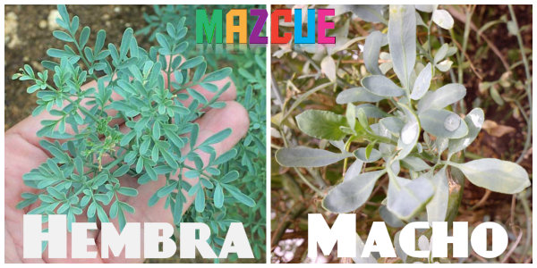 ¡ COSAS DE MIRTHA ! : RUDA MACHO Y RUDA HEMBRA, CAÑA CON RUDA