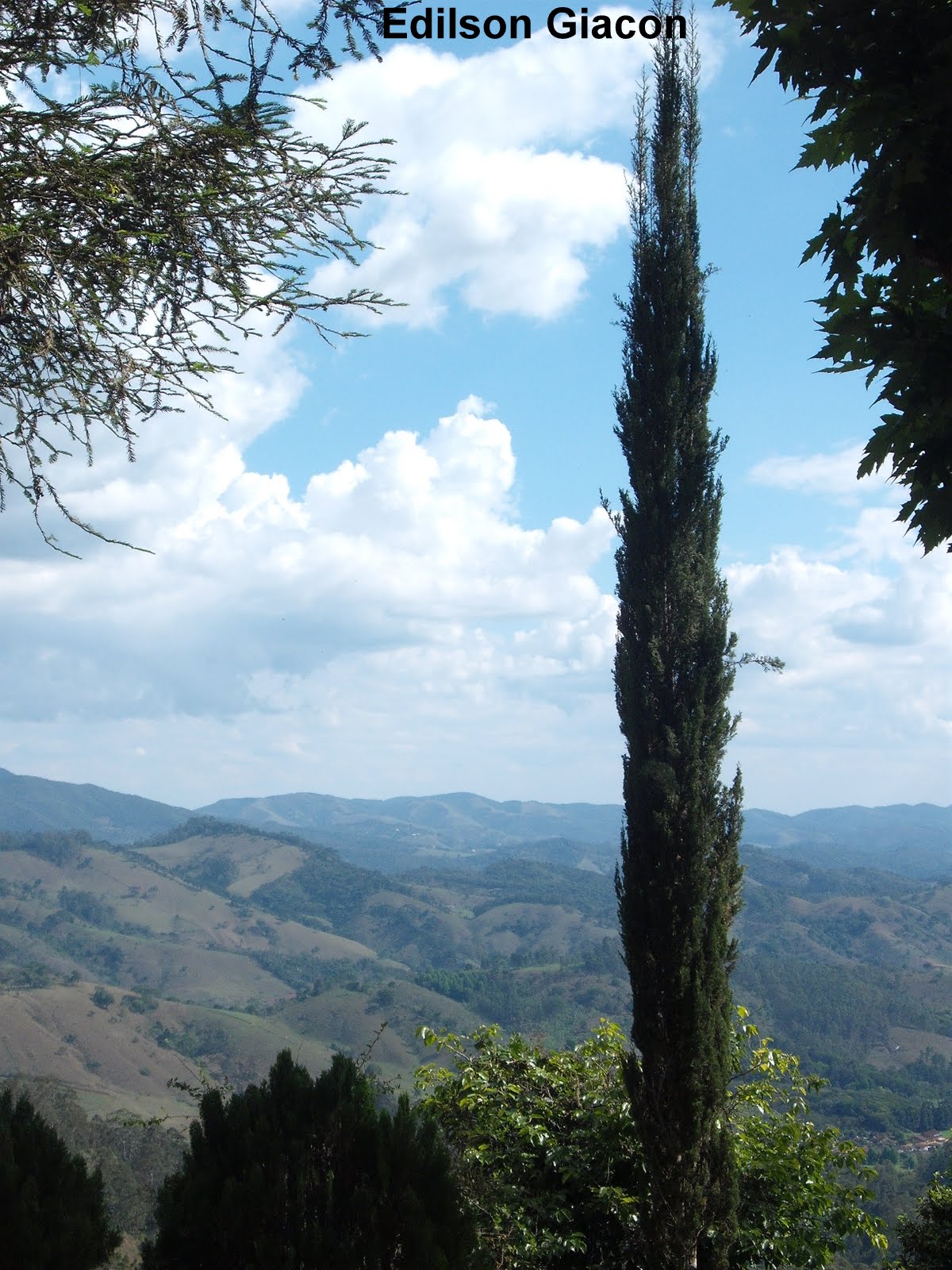 Viveiro Ciprest - Plantas Nativas e Exóticas: Cipreste Italiano Agulha ...