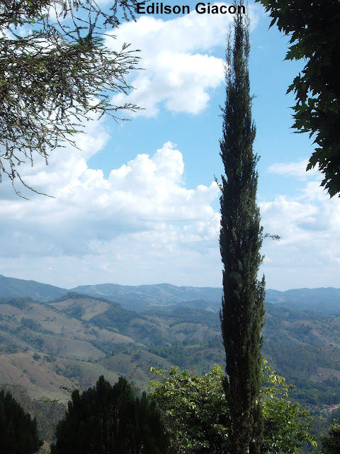 Viveiro Ciprest - Plantas Nativas e Exóticas: Cipreste Italiano Agulha ...