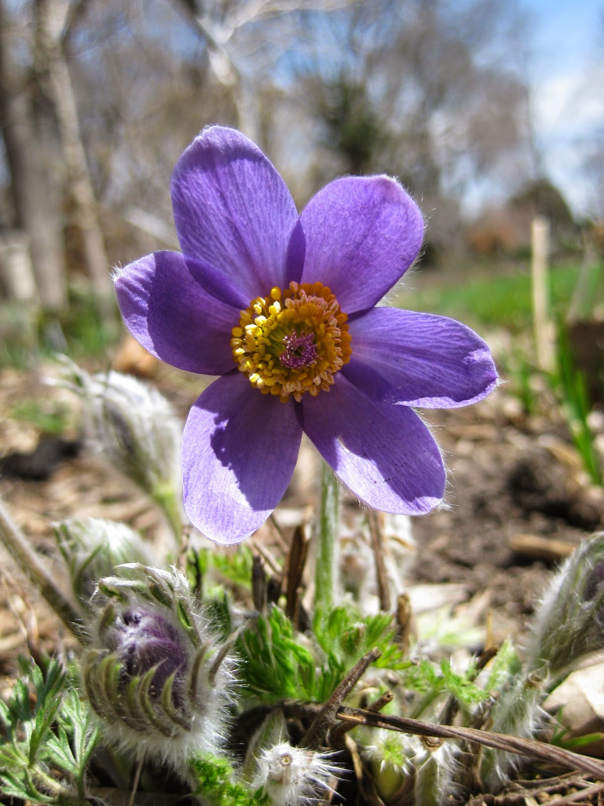 The Amazing Pasque Flower | Rotary Botanical Gardens