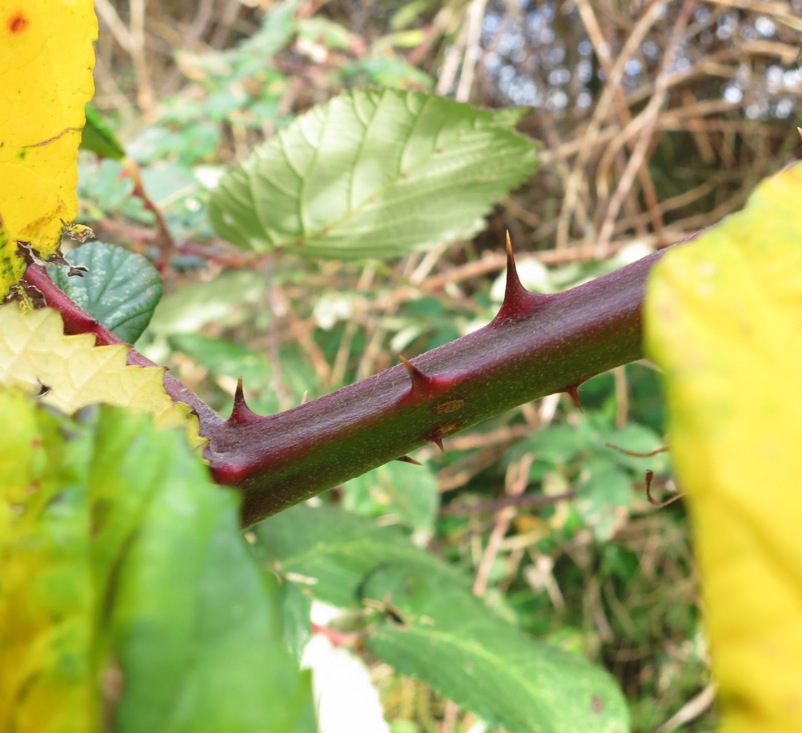 LOOSE AND LEAFY in DORSET: I HAPPENED TO STAND BY A BRAMBLE