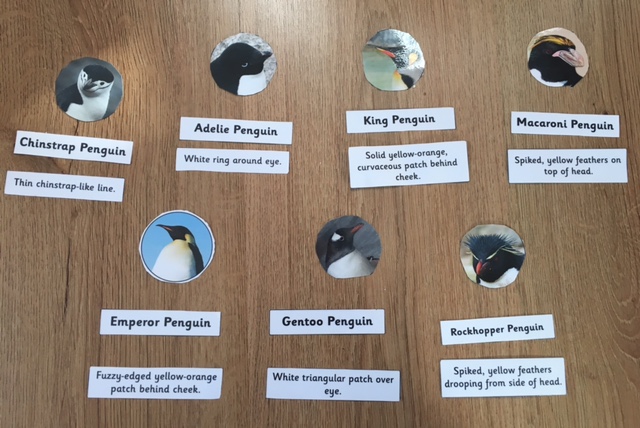 Rodzinne podróże: 20 stycznia - Dzień Pingwinów - pomysły na zabawę