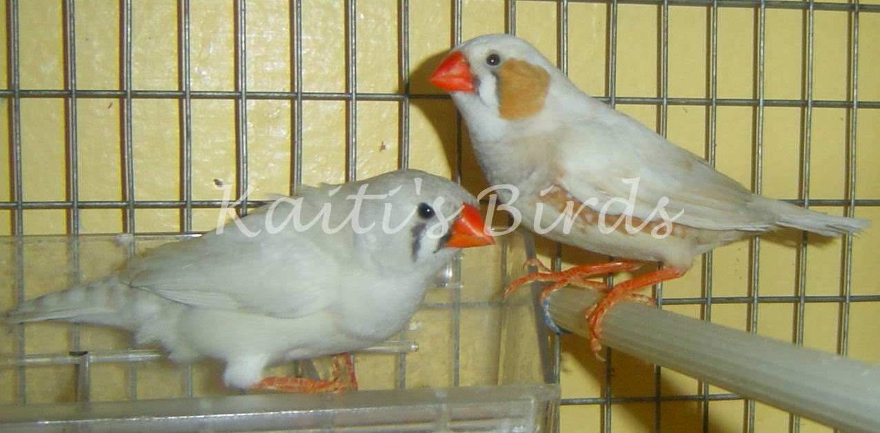 Zebra Breeding : Ζευγάρια Zebra Finches