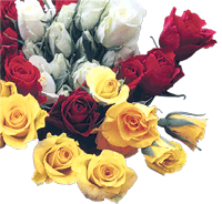 Alluring roses from Africa