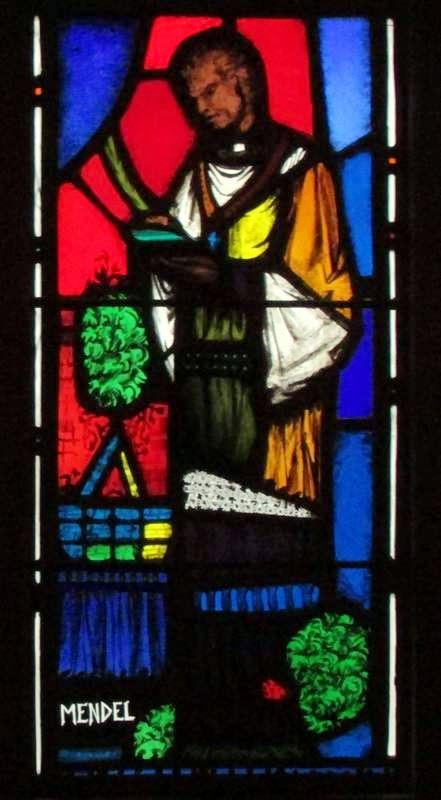 a voice from the rustbelt: Gregor Mendel on glass