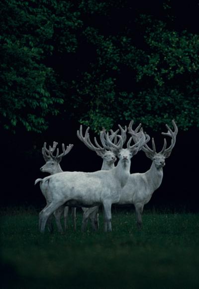 The Oak and the Antler: Spirit of the Forest - The White Stag