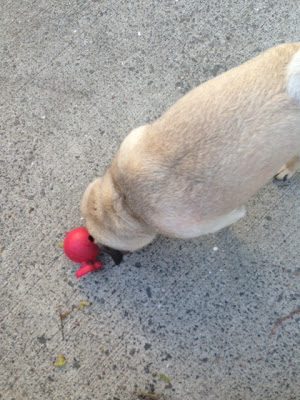 Urban Hounds: How to Teach a Pug to Fetch