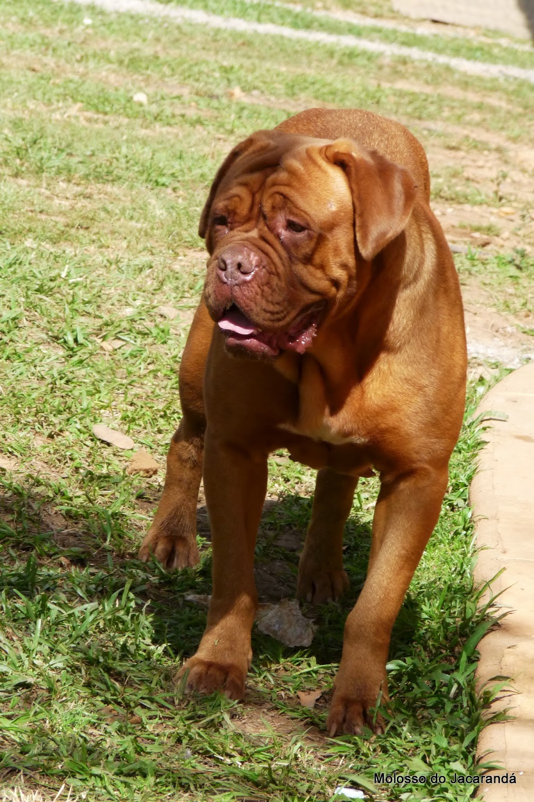 Canil Molosso do Jacarandá - Dogue de Bordeaux: Molosso do Jacarandá Gaya