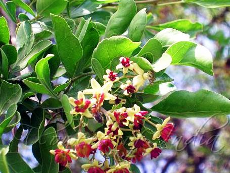Natural: Bonsai Kawista (Limonia acidissima)
