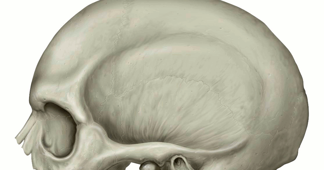 4ºC Turienzo Nerea Mora: Práctica GIMP-Mandíbula GIF