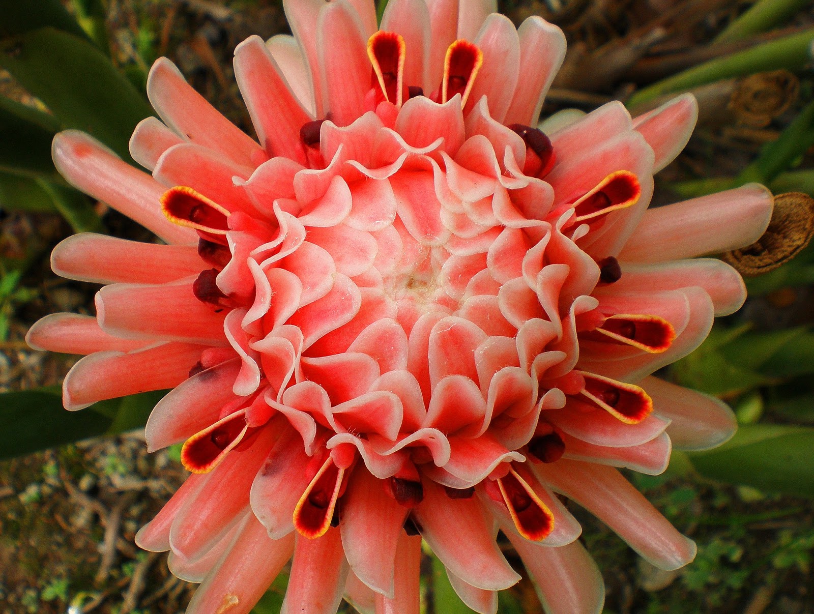 Kecantikan & Keaslian Bunga Desa - Relaks Minda