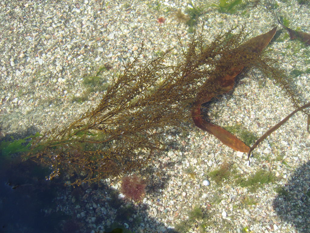 Lisi's Nature Pix: Sargassum muticum an invasive seaweed seen Cherbourg