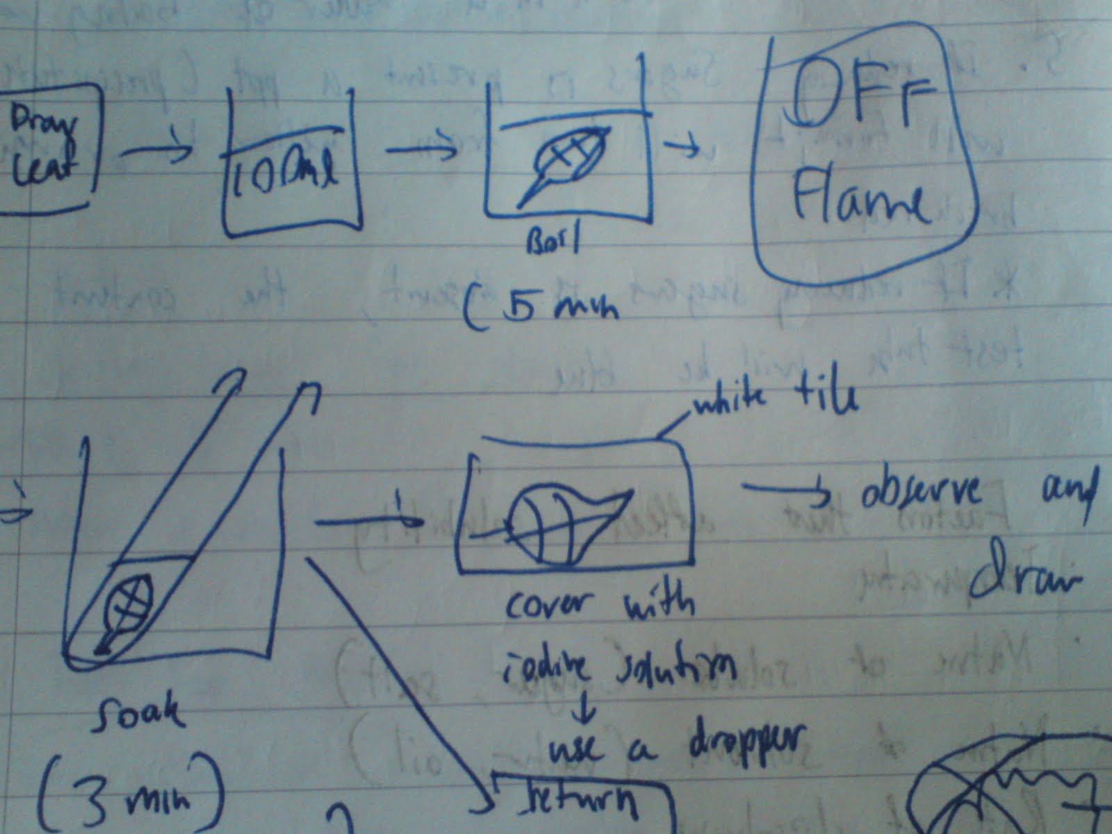 Science E-portfolio: A lesson on how to extract chlorophyll