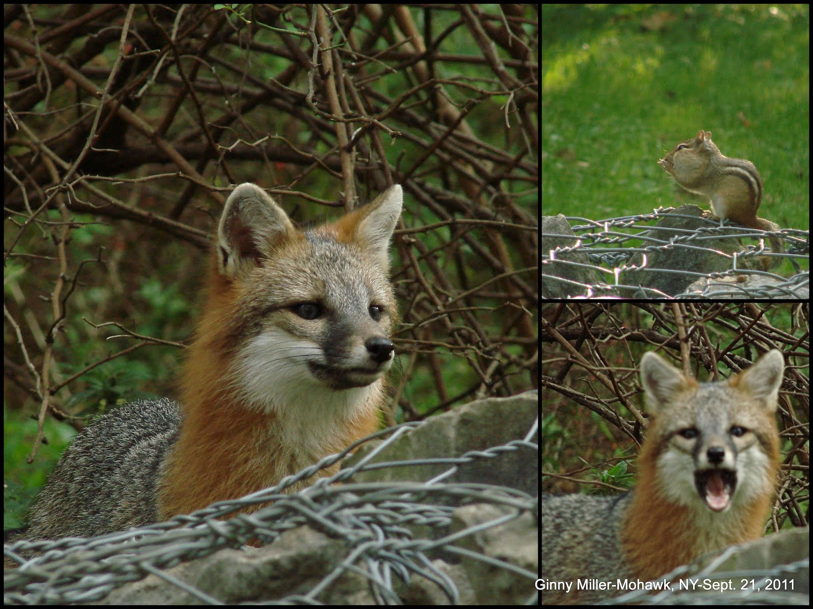 Photography By Ginny: September 21, 2011-The Deer And Fox