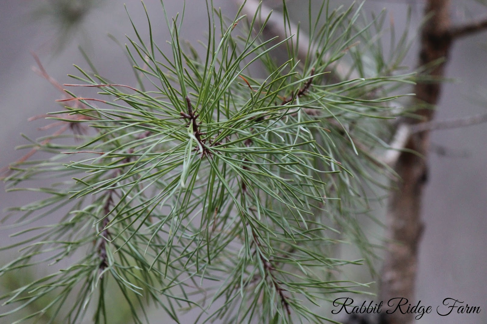 Foraging: Pine Needle Tea