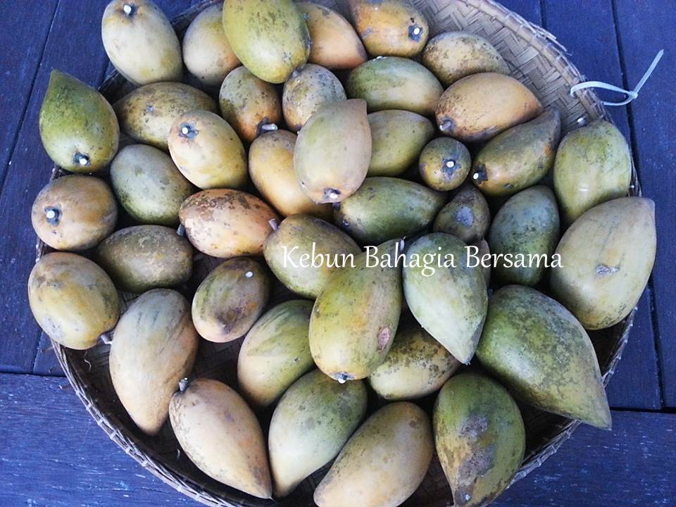 Kebun Bahagia Bersama: Anak Pokok Mentega atau Marjerin