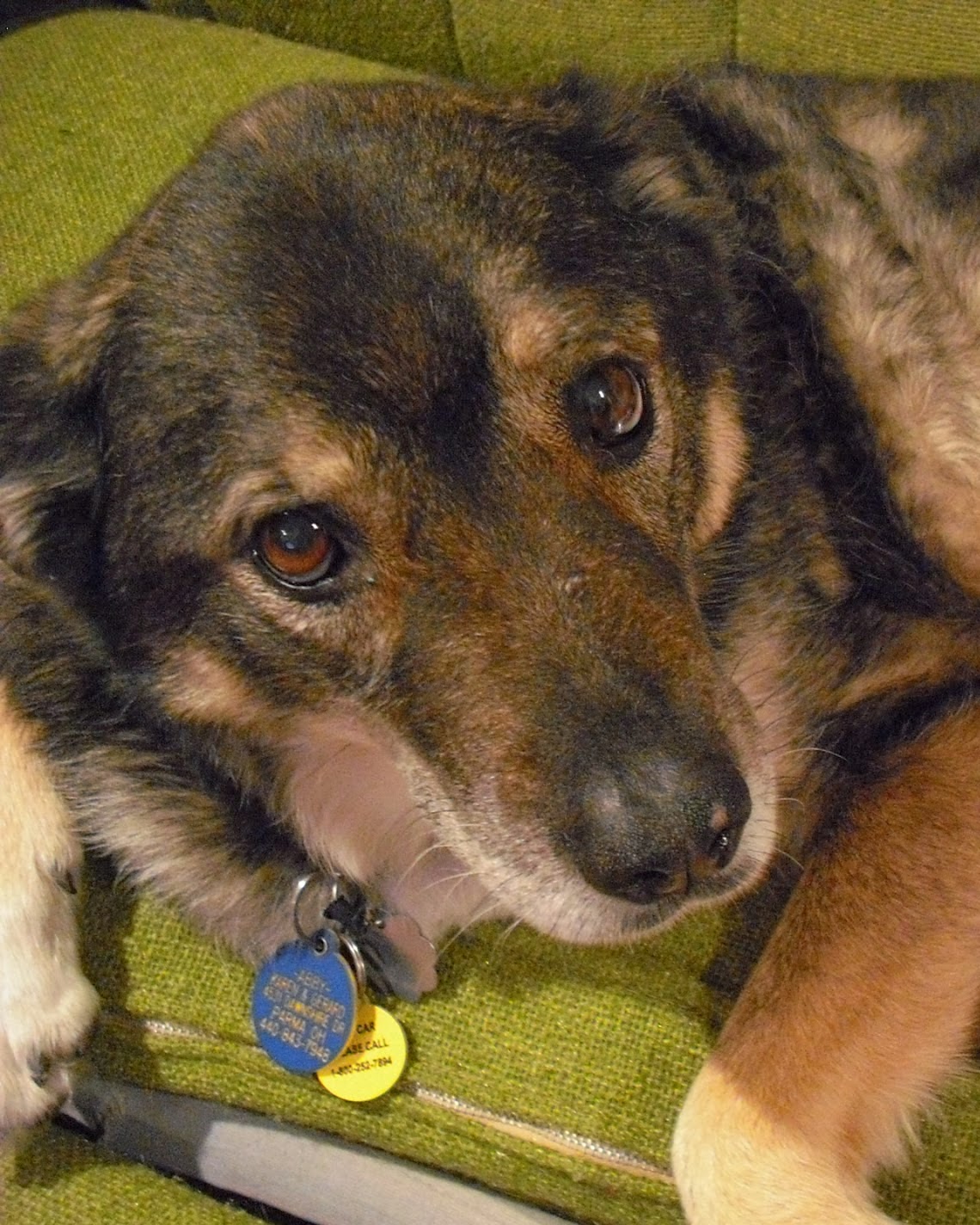 Grab A Book From Our Stack: "Chaser" by John W. Pilley is About an ...