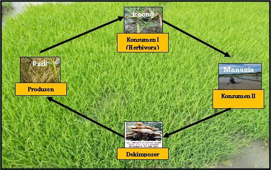 EKOSISTEM SAWAH BERTINGKAT KAB.TANAH DATAR KEC. SUNGAI TARAP: EKOSISTEM ...