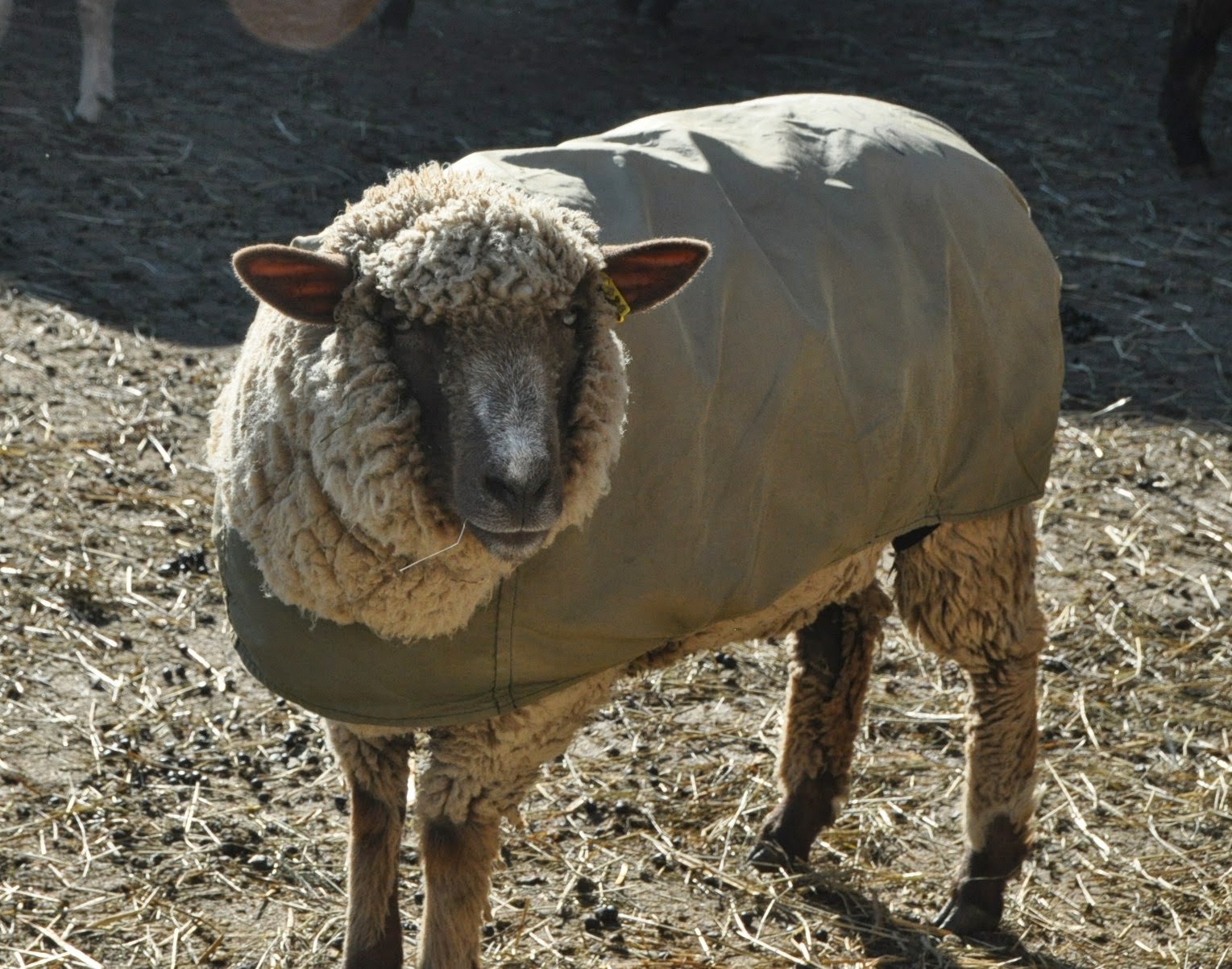 Knee Deep in Sheep: Take a Coat - Winter's Coming
