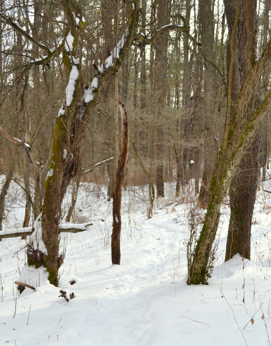Woods Walks and Wildlife: Deep Winter at the House