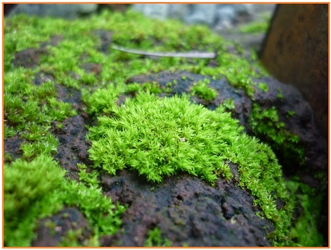 [Biologi] Lumut (bryophyta) ~ infokers