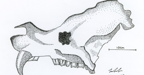 Dispatches From Turtle Island: Extinct Australian Megafauna Were Very ...