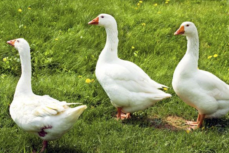 Música CEIP Serra Gelada: Quan les oques van al camp