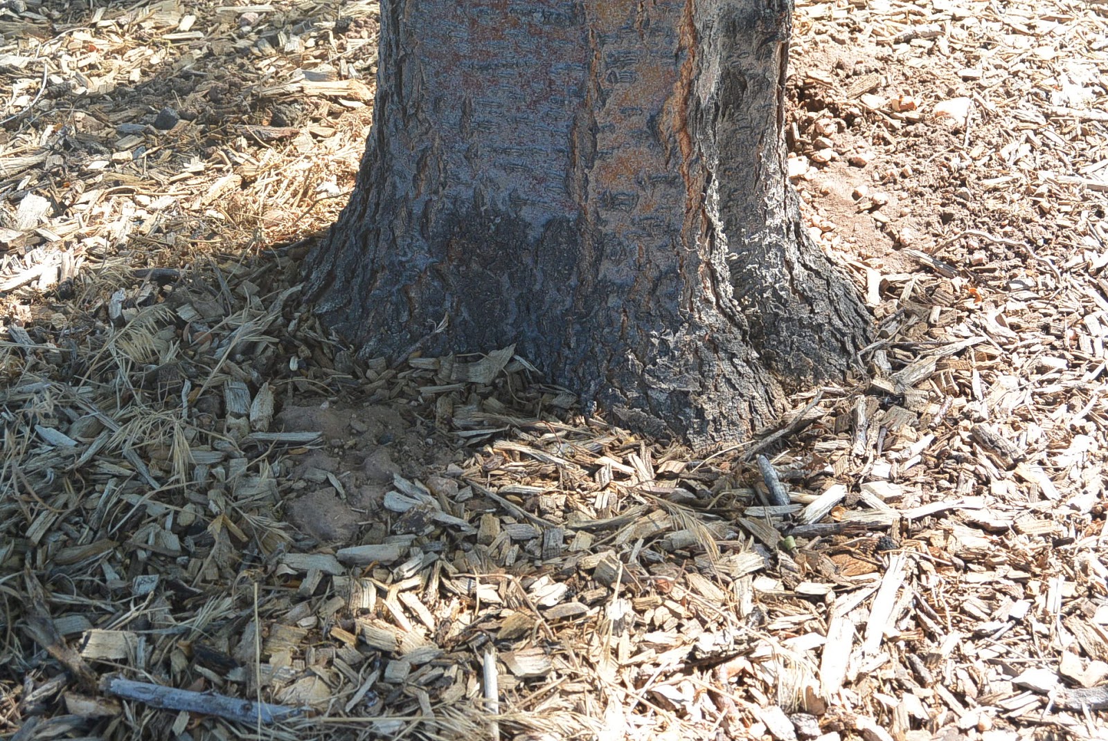 CO-Horts: A Tale of Two Honey Locusts