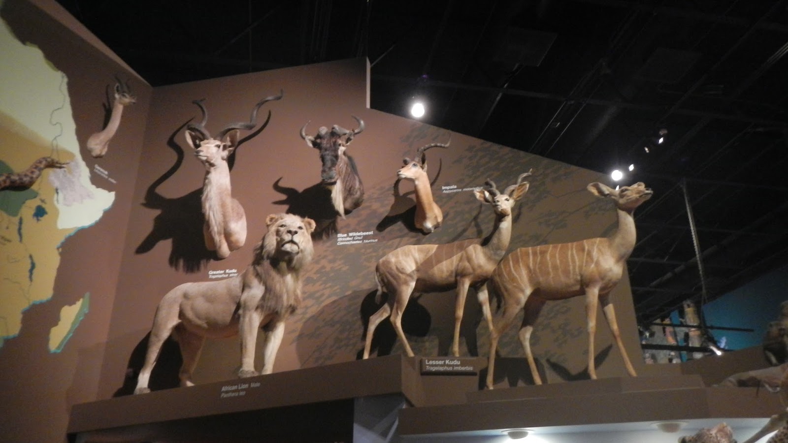 Big Daddy Dave: The Cleveland Museum of Natural History