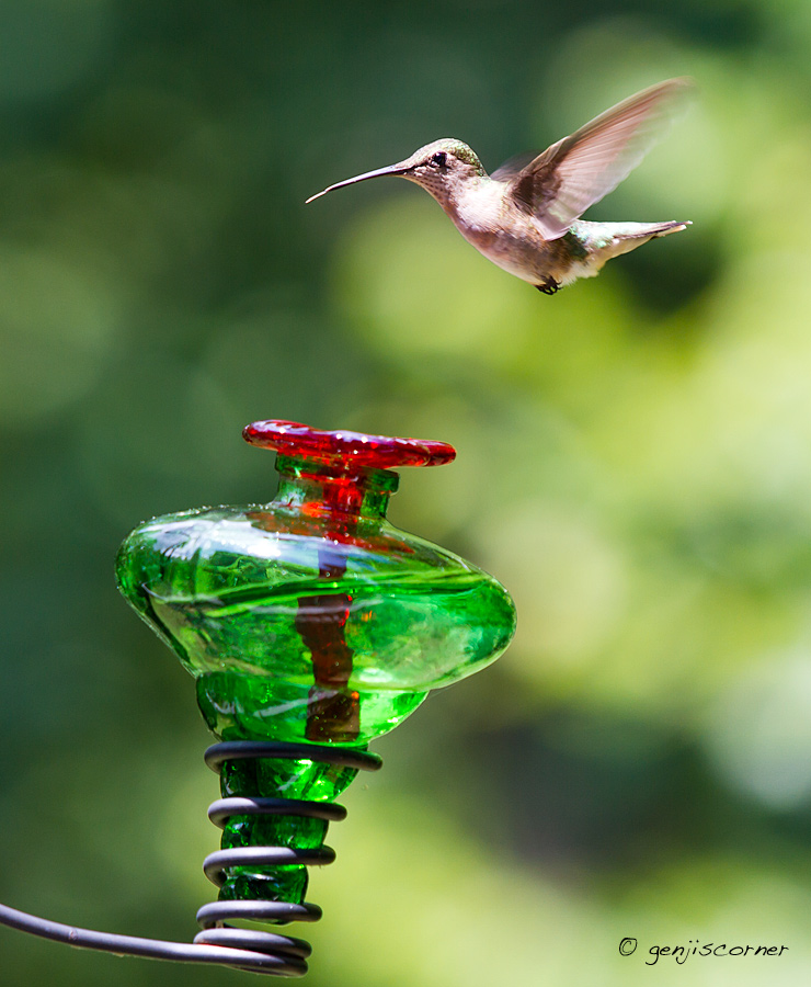 genji's corner: Bird Watching