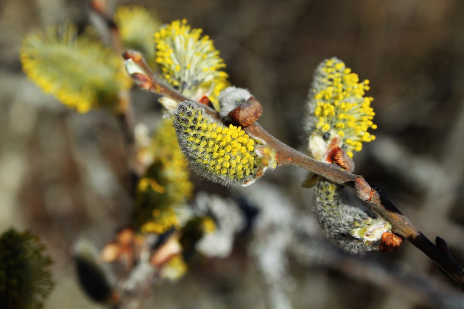 Sirpan luontoblogi: Pajunkissojen aikaan