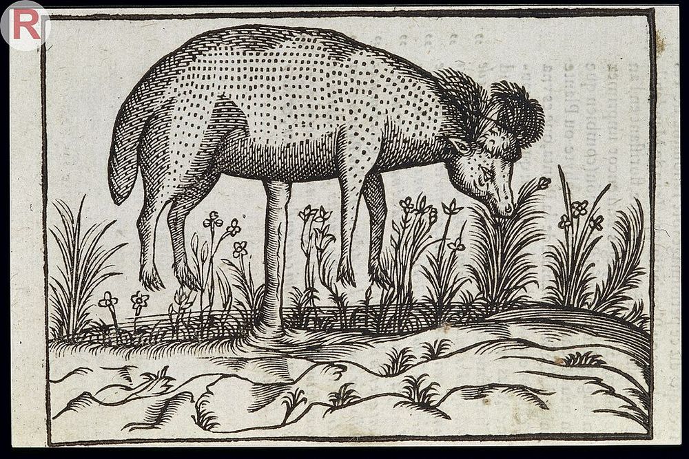 The Vegetable Lamb of Tartary | Amusing Planet
