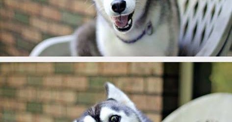 Caveman English: Puns