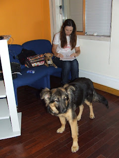 Associação Projecto Animais de Barcelos: Acção de sensibilização no Dia ...