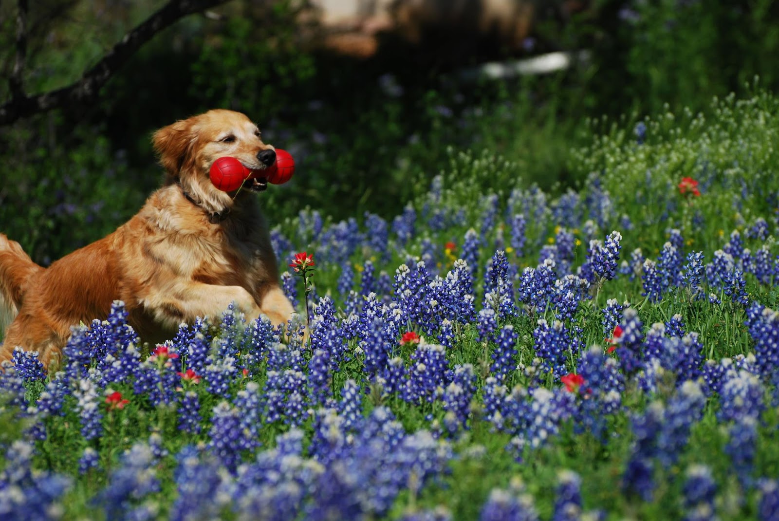 1963 Eastern Hills High School EHHS Highlanders: Quintessential Texas ...