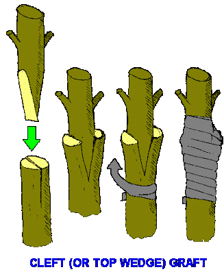 Proper Ways to Increase Plant Grafting - Life Is Beautiful