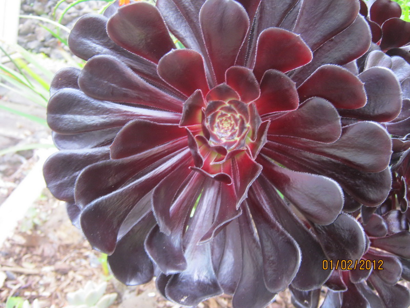 my walk with food and beautiful plants and flowers: Aeonium cyclops ...