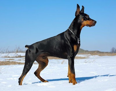 Perros doberman wallpapers