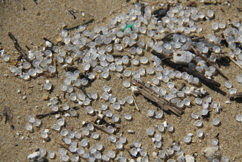 Hong Kong Coast Watch: Plastic Nurdle spill – Hong Kong 23 July 2012.