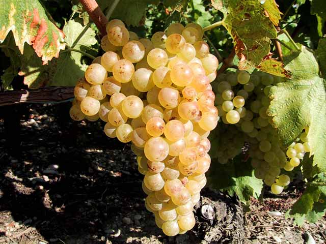 Fringe Wine: Chasselas - Switzerland