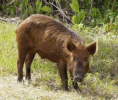 Synapsida: The Pig Family: Wild Boar and the Domestication of Pigs