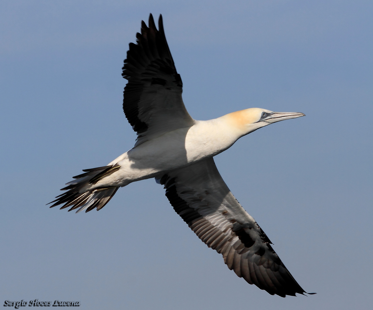 Viajes, Salidas, Naturaleza, (Fotografía).: Alcatraz Atlántico (Morus ...