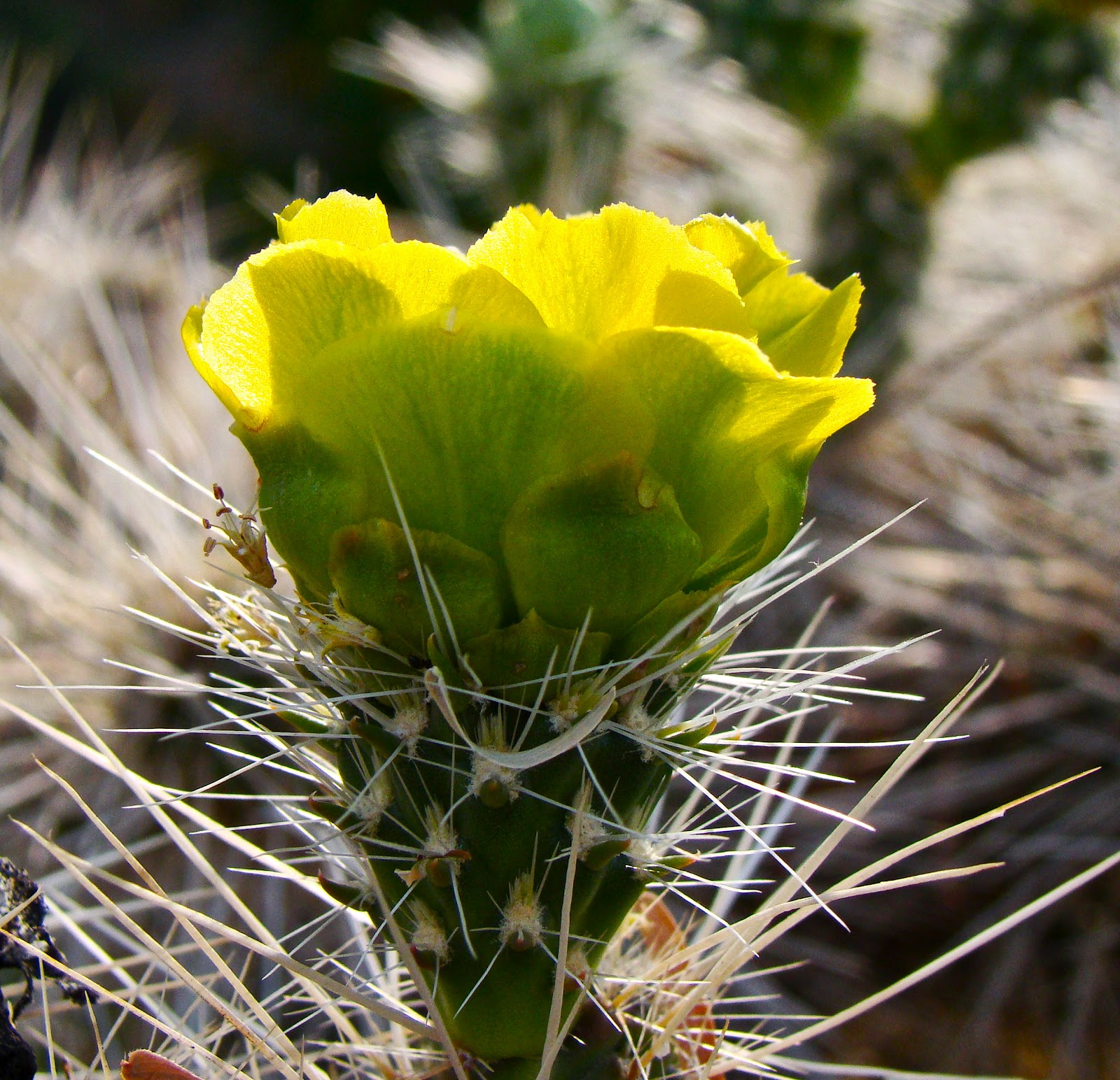 Scottsdale Daily Photo: Photo: Cholla cactus flower