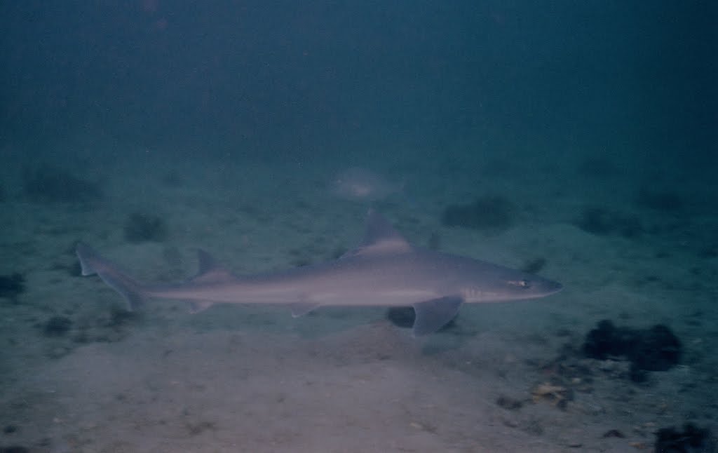 AQUATICHYK: GUMMY SHARK / Mustelus antarcticus