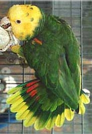 Exotic Pets
