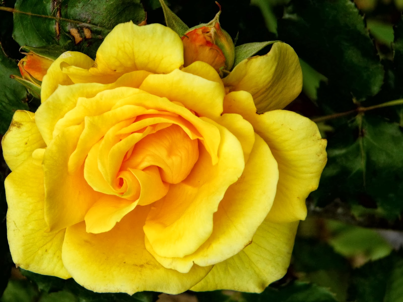 One Mother Hen: First roses of spring