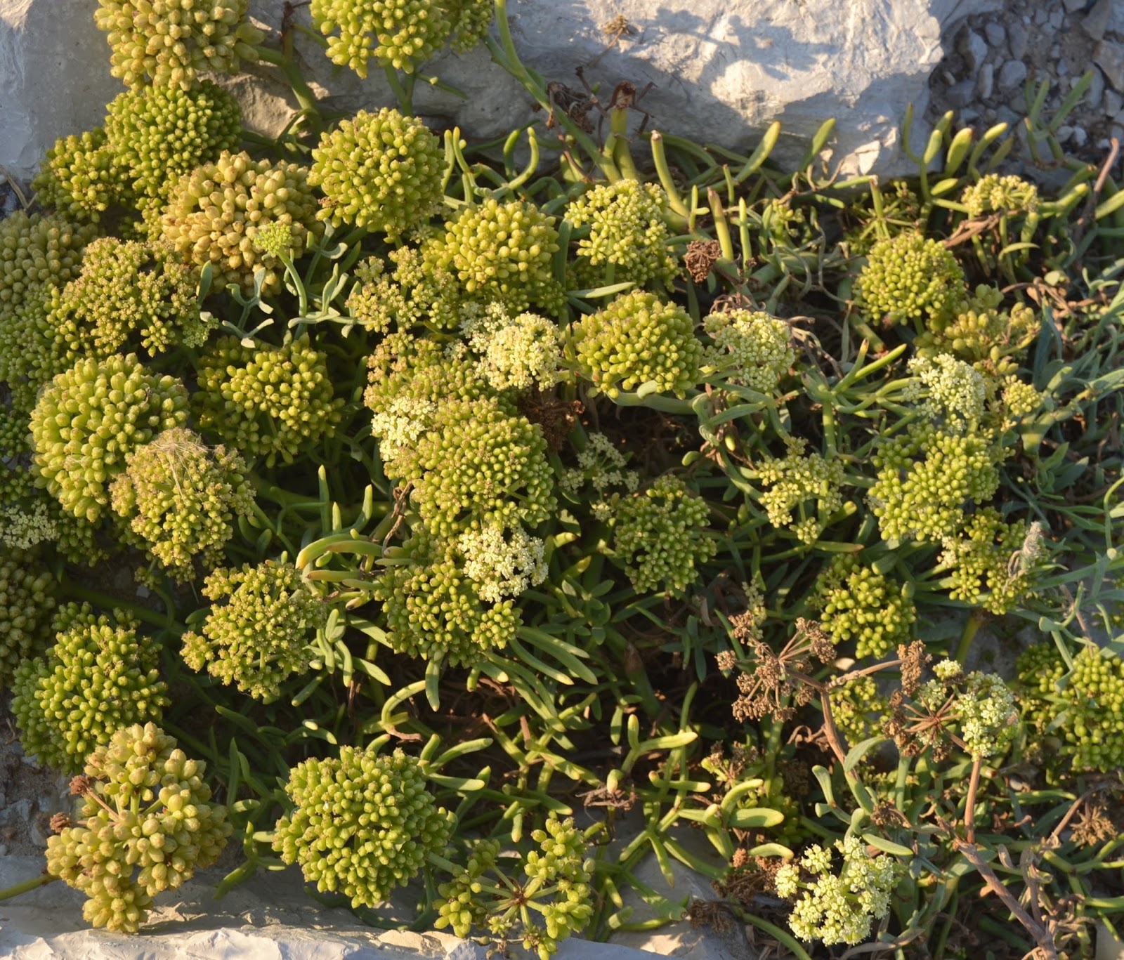 Plantas: Beleza e Diversidade: Flores na praia: Funcho-do-mar (Crithmum ...