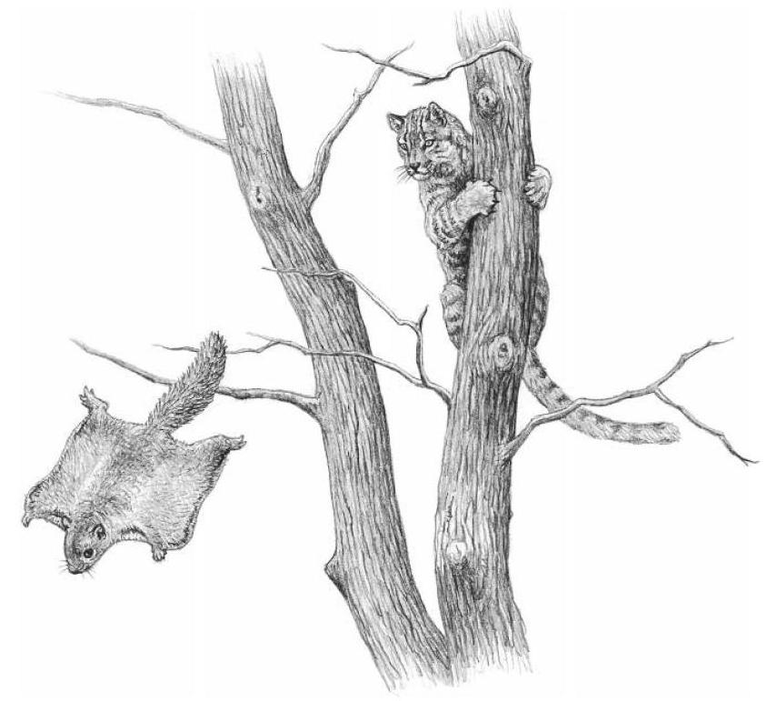 Blog de la Vida Prehistórica: Pseudaelurus